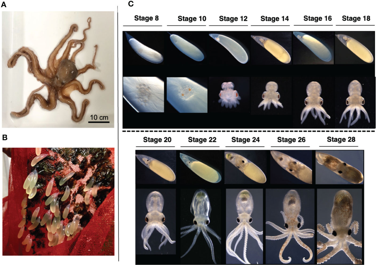 Frontiers | Eye development and developmental expression of crystallin ...