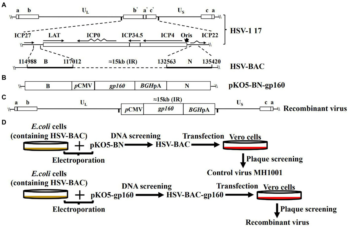 Frontiers | Response to HIV-1 gp160-carrying recombinant virus HSV-1 ...