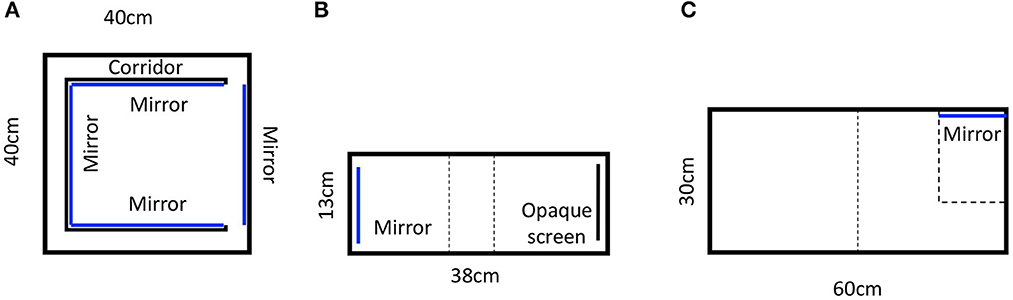 Frontiers | Are mirrors aversive or rewarding for mice? Insights from ...