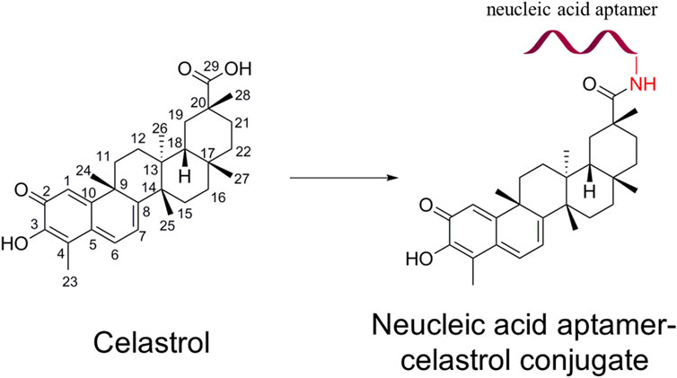 Frontiers | Recent advances in drug delivery of celastrol for enhancing ...
