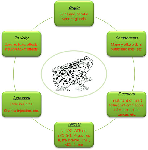 Frontiers | Toad venom-derived bufadienolides and their therapeutic ...