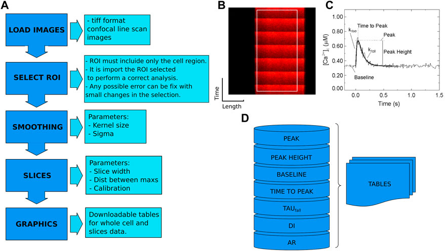 Frontiers | CardIAP: calcium transients confocal image analysis tool