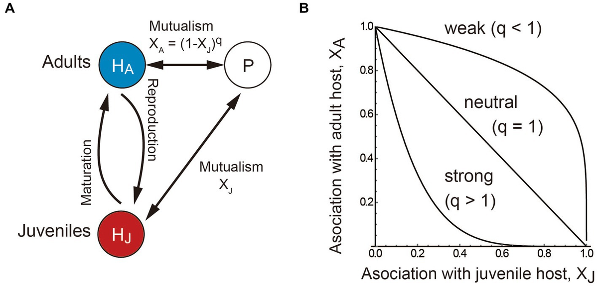 Frontiers | When to help juveniles, adults, or both: analyzing the ...