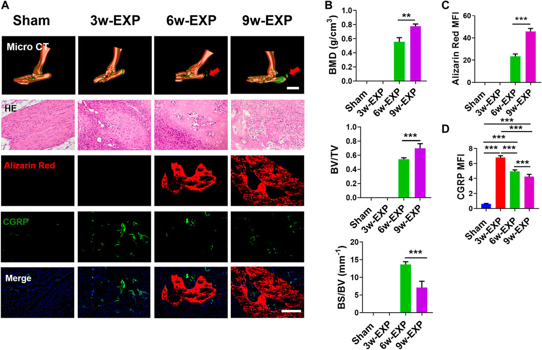 Frontiers | Bioactive semaphorin 3A promotes sequential formation of ...