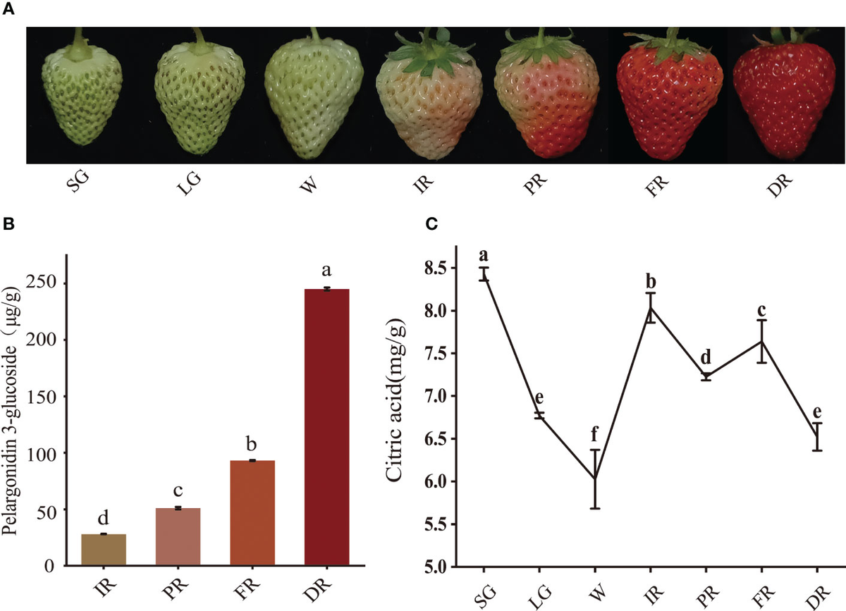 Frontiers | FaGAPC2/FaPKc2.2 and FaPEPCK reveal differential citric ...
