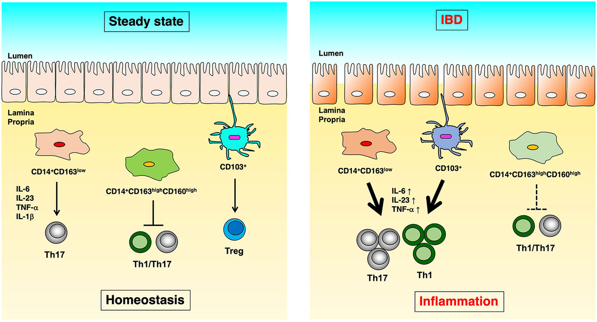 Frontiers | Immunoregulation by antigen-presenting cells in human ...