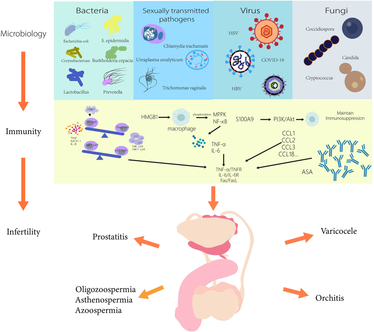 Frontiers | Microbiology and immune mechanisms associated with male ...