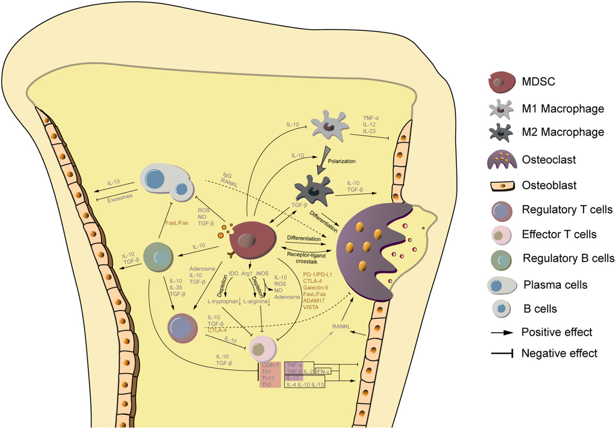 Frontiers | The role of myeloid derived suppressor cells in ...