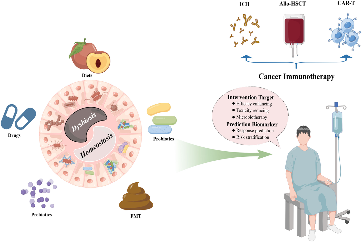 Frontiers Emerging Roles Of The Gut Microbiota In Cancer Immunotherapy