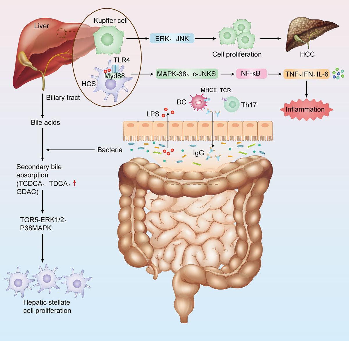 Frontiers | Intestinal flora plays a role in the progression of ...