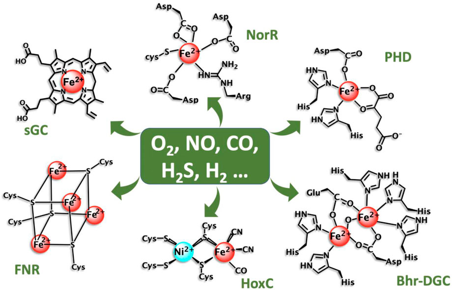 Frontiers | Editorial: Metalloproteins as sensors of gaseous small ...