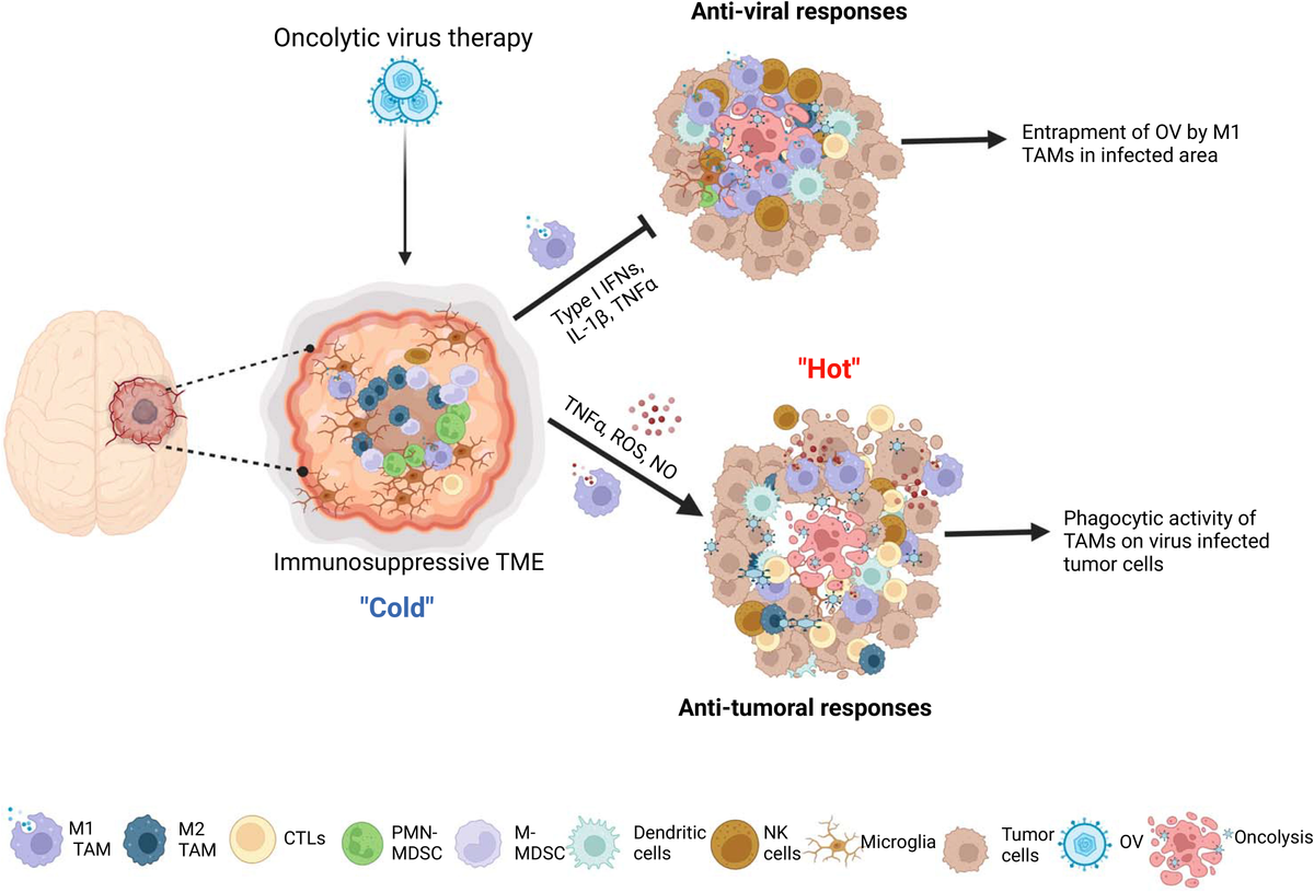 Frontiers | Immunosuppressive cells in oncolytic virotherapy for glioma ...