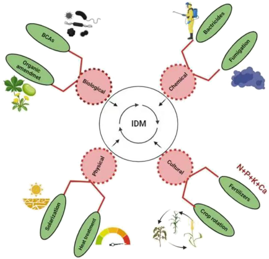 Frontiers | Ralstonia solanacearum – A soil borne hidden enemy of ...