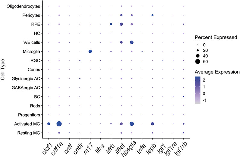 Frontiers | Clcf1/Crlf1a-mediated signaling is neuroprotective and ...