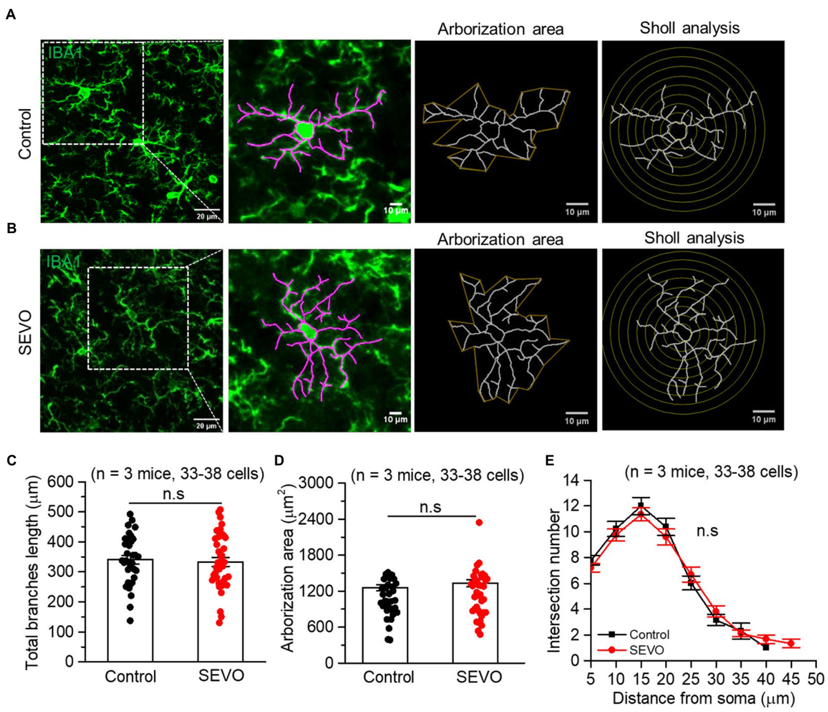 Frontiers | Prolonged exposure of neonatal mice to sevoflurane leads to ...