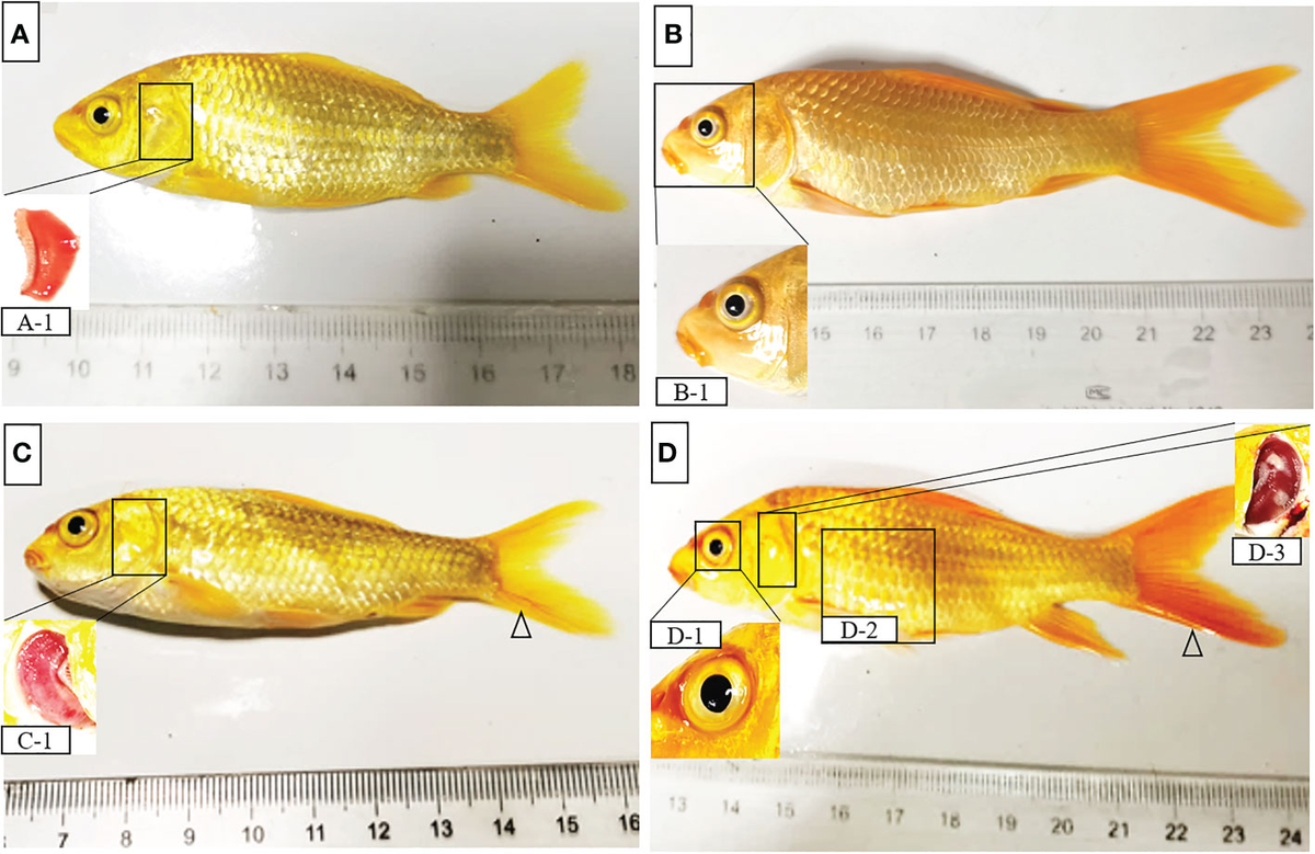 Frontiers | Characteristics of pathology and transcriptome profiling ...