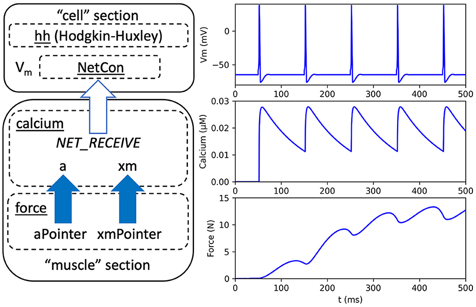 Frontiers | Tutorial: using NEURON for neuromechanical simulations
