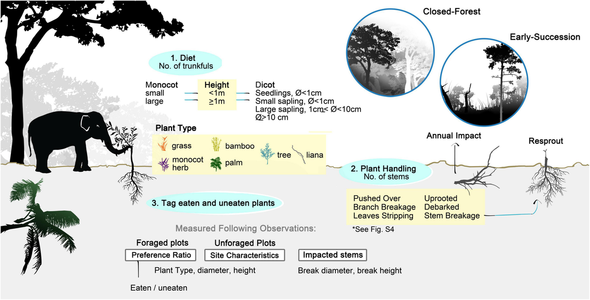 Frontiers | Asian elephants as ecological filters in Sundaic forests