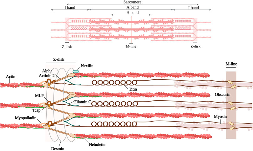 Frontiers | Structural and signaling proteins in the Z-disk and their ...