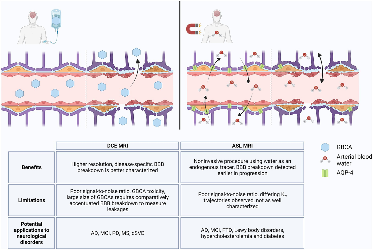 Frontiers | Imaging blood–brain barrier disruption in neuroinflammation and Alzheimer’s disease
