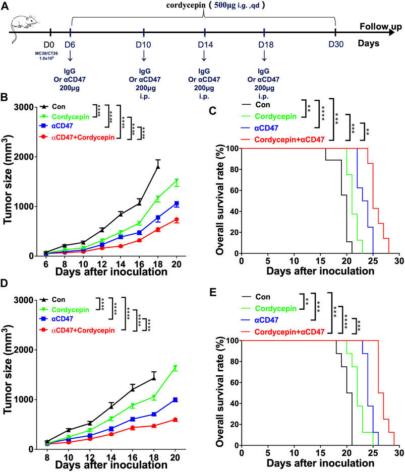 Frontiers | Synergistic effect of CD47 blockade in combination with ...