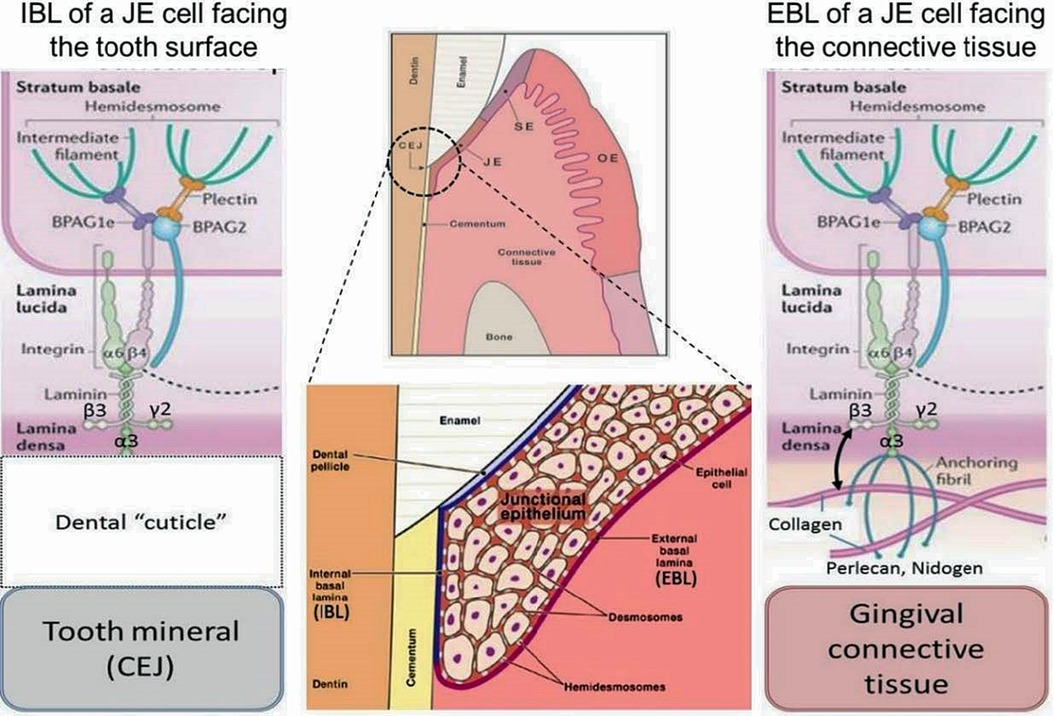 Frontiers | Role of junctional epithelium in maintaining dento-gingival ...