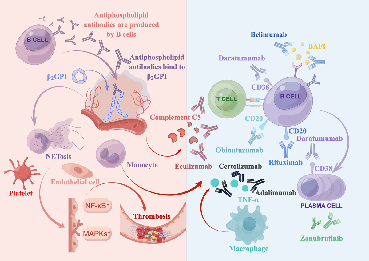 Frontiers | An update on the biologics for the treatment of ...
