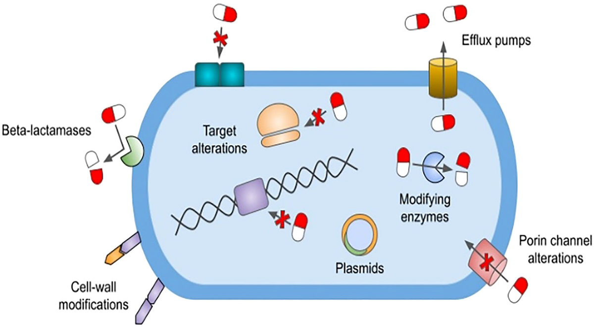 Frontiers | Drug-resistant bacteria in the critically ill: patterns and ...
