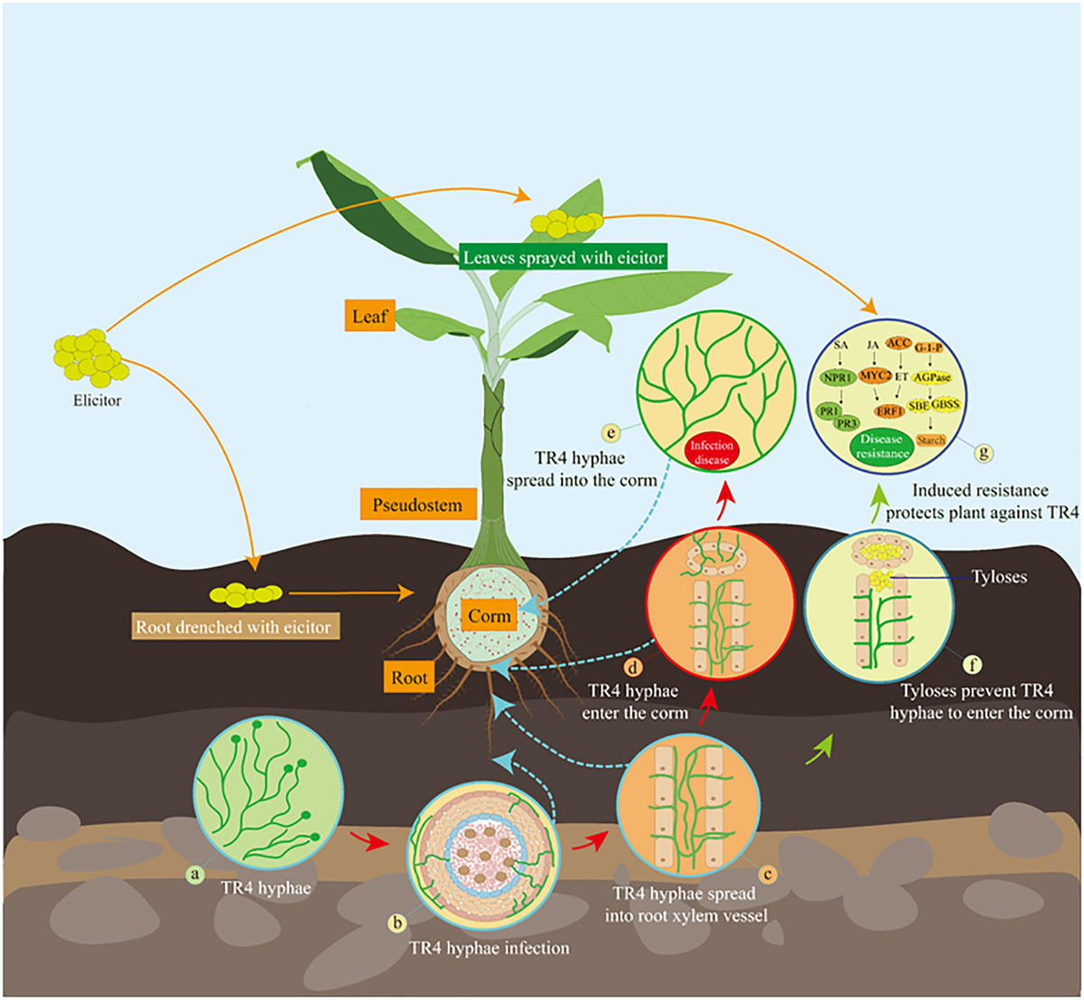 Frontiers | Disentangling the resistant mechanism of Fusarium wilt TR4 ...