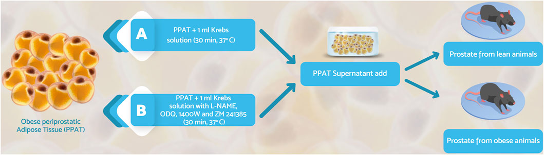 Frontiers | Periprostatic adipose tissue (PPAT) supernatant from obese ...