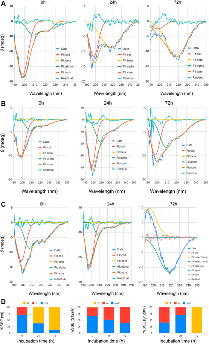 Frontiers | Single point mutations at the S129 residue of α-synuclein ...