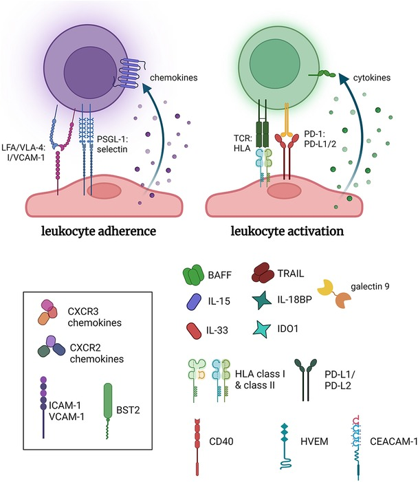 Frontiers | New insights into maladaptive vascular responses to donor ...