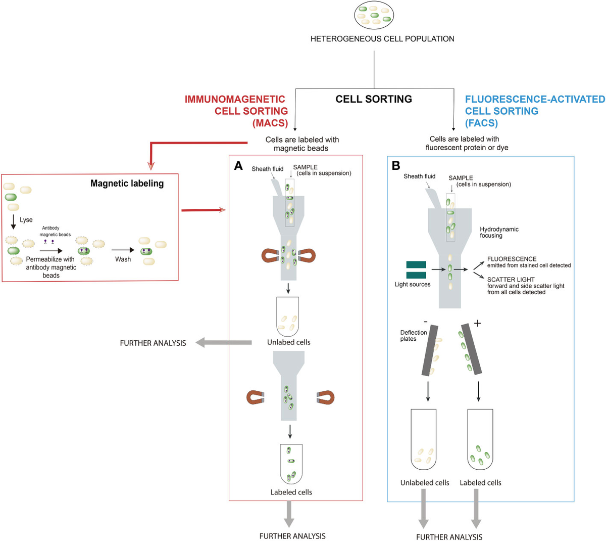 Frontiers | Analysis of Salmonella lineage-specific traits upon cell ...