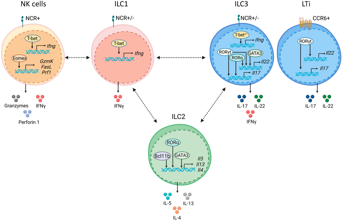 Frontiers | Transcriptional control of ILC identity