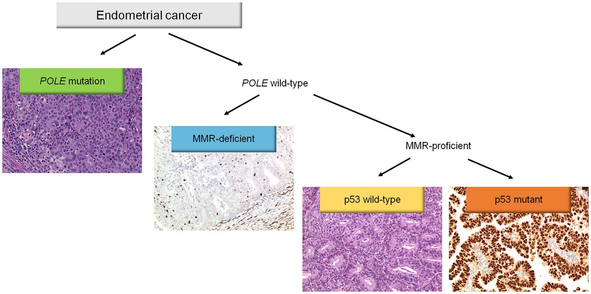 Frontiers | Integrated clinicopathologic and molecular analysis of ...