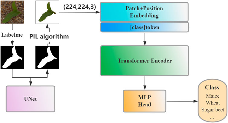 Frontiers | Identification of maize and wheat seedlings and weeds based ...