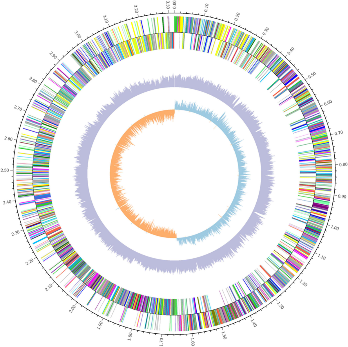 Frontiers | Whole genome sequence of Lactiplantibacillus plantarum MC5 ...