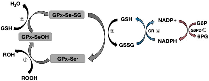 Frontiers | Research progress of glutathione peroxidase family (GPX) in ...