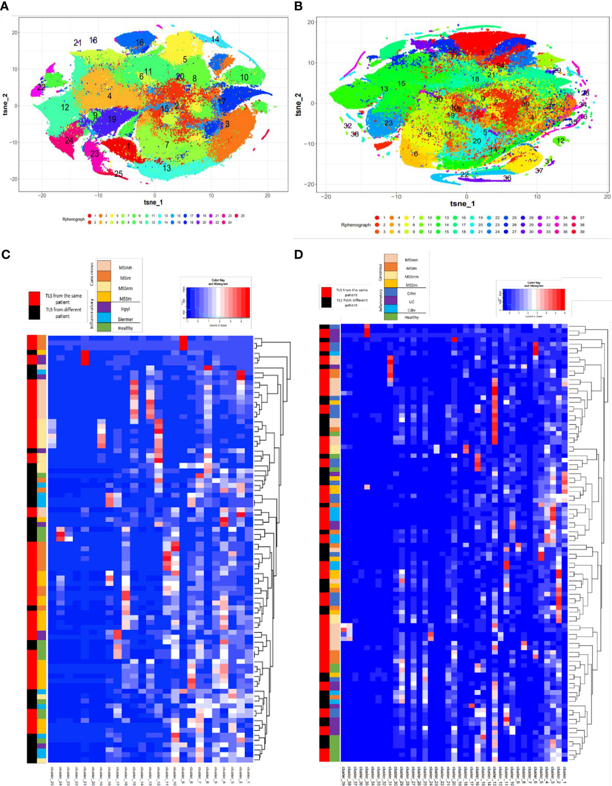 Frontiers | Deciphering the maturation of tertiary lymphoid structures in cancer and ...