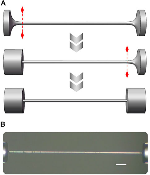 Frontiers | Microfiber optomechanical torsion sensor