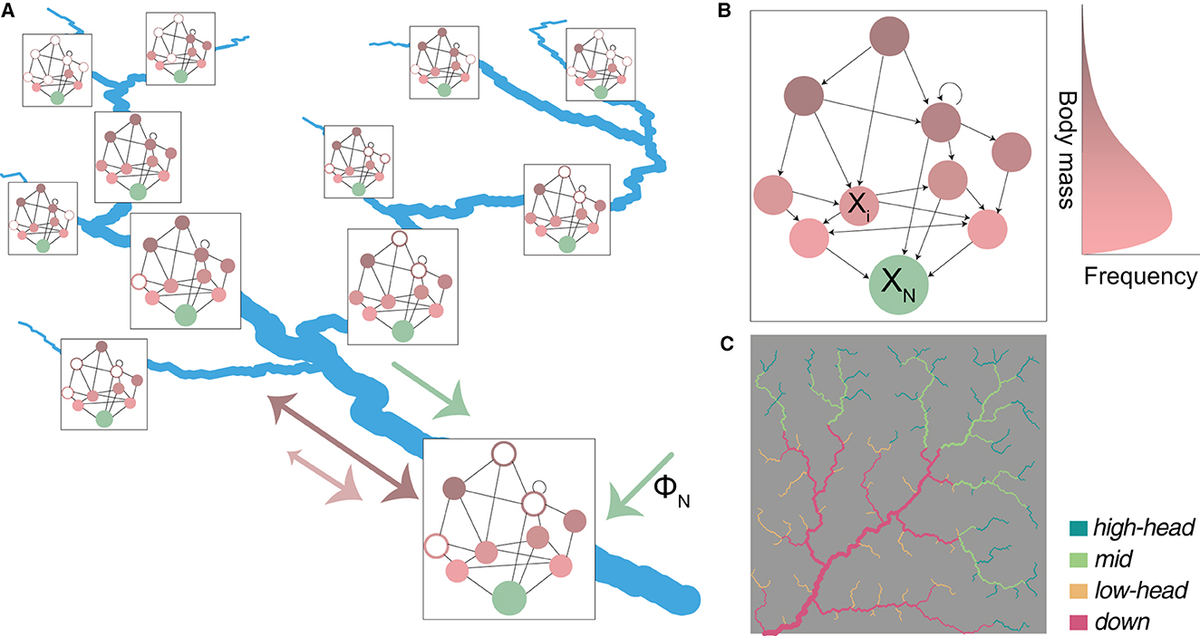 Frontiers | Coupled biological and hydrological processes shape spatial food-web structures in ...