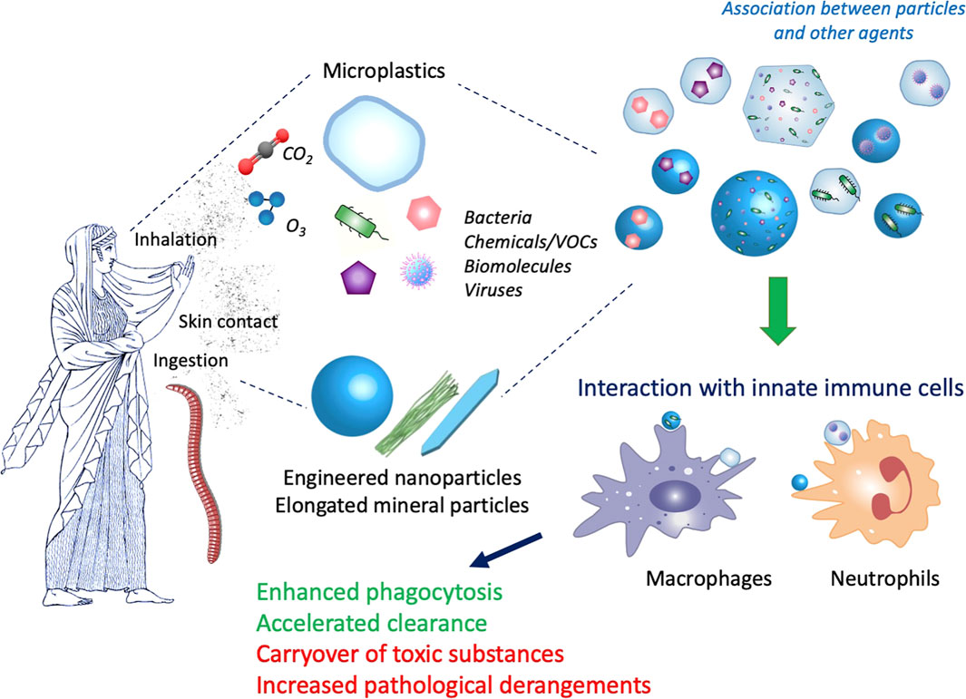 Frontiers | Editorial: Exploring impacts of combined exposures to ...