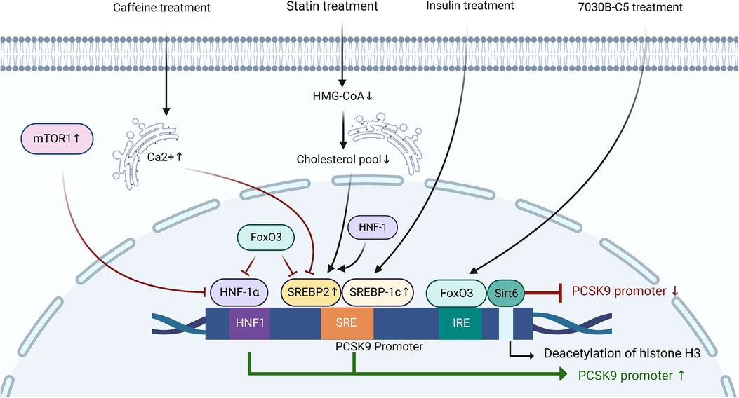 Frontiers | Effect of PCSK9 on atherosclerotic cardiovascular diseases ...