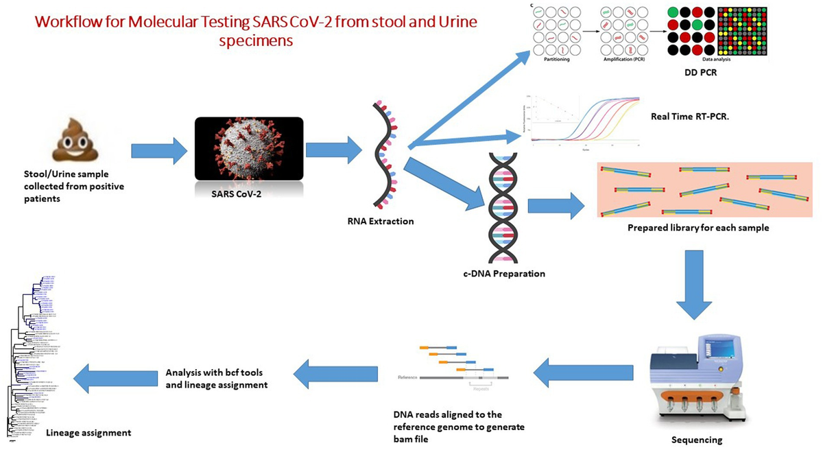 Frontiers | Evaluation of droplet digital qRT-PCR (dd qRT-PCR) for quantification of SARS CoV-2 ...