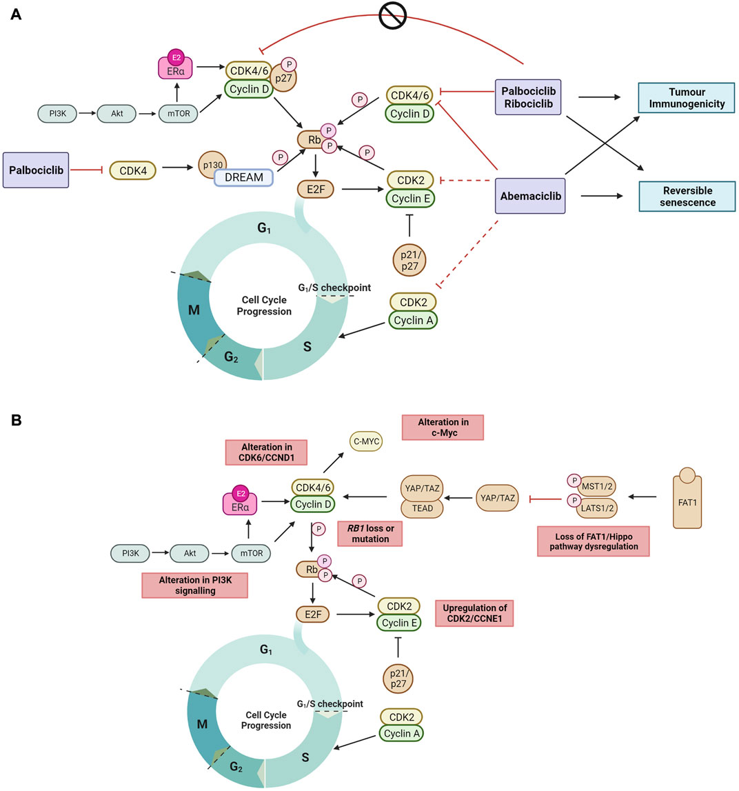 Frontiers Cdk4 6 Inhibitor Resistance In Estrogen Receptor Positive