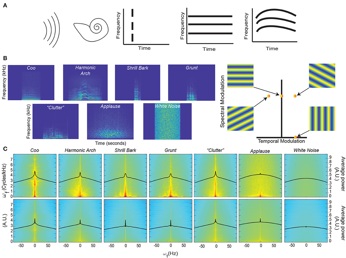 Frontiers | Time as a supervisor: temporal regularity and auditory object learning