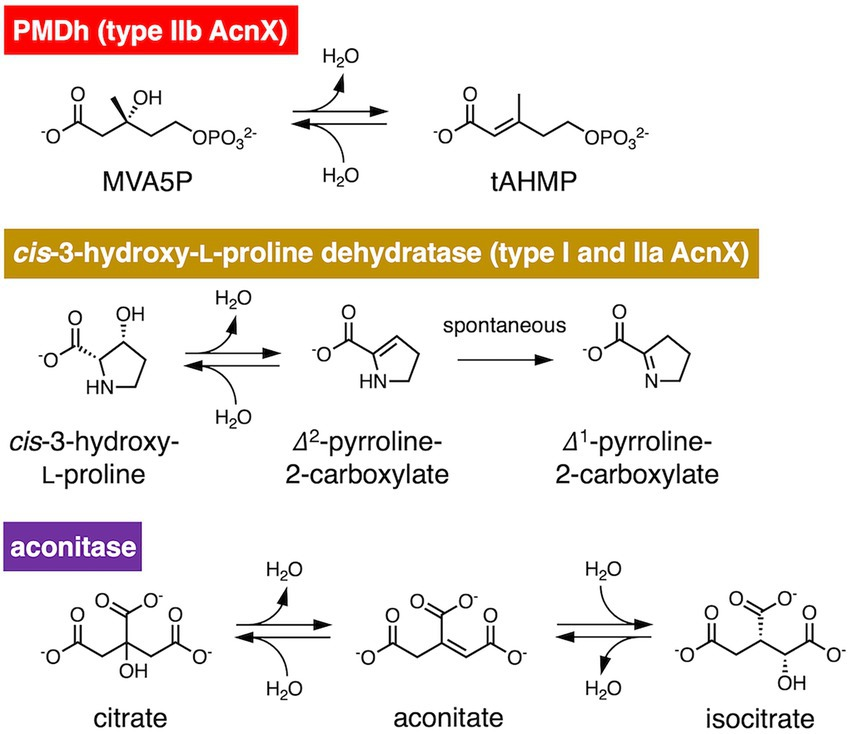 Frontiers | A [4Fe-4S] cluster resides at the active center of ...