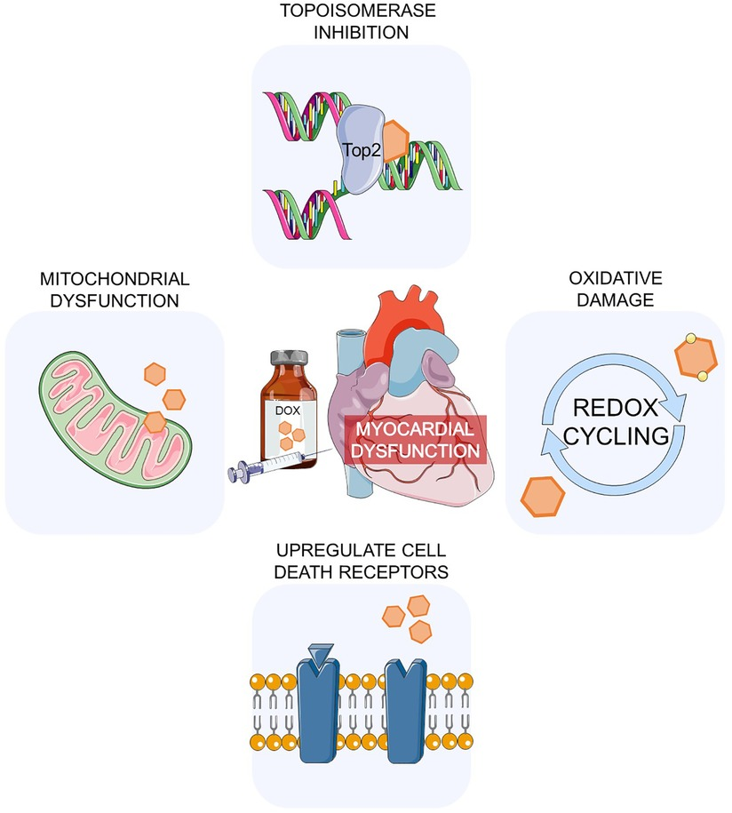 Frontiers | Cardiotoxicity of anti-cancer drugs: cellular mechanisms ...
