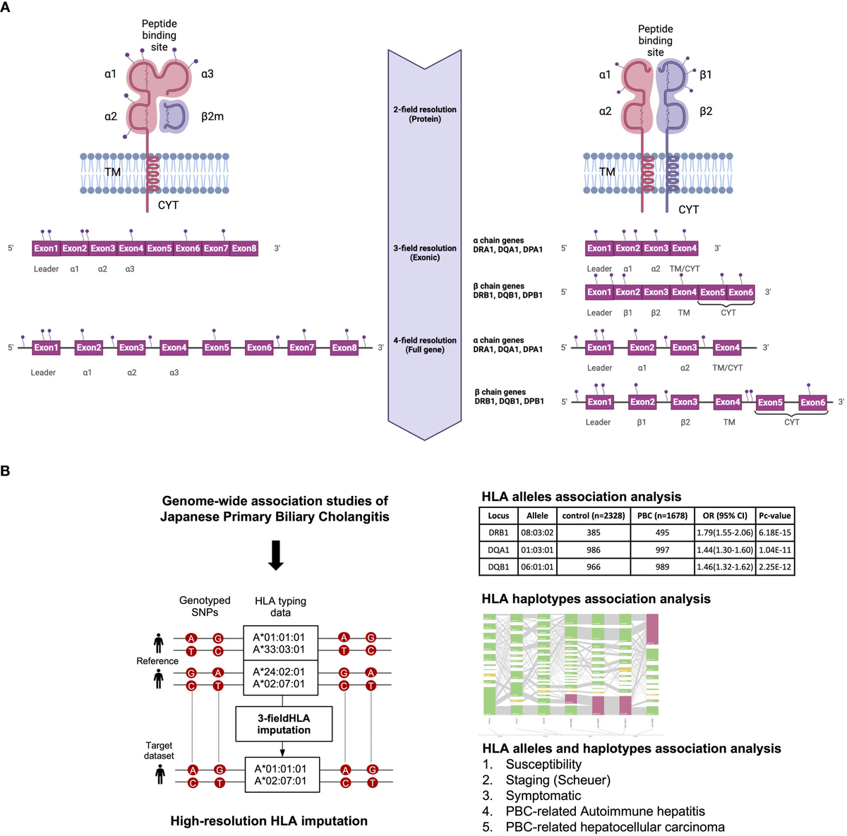Frontiers | Novel HLA allele associations with susceptibility, staging ...