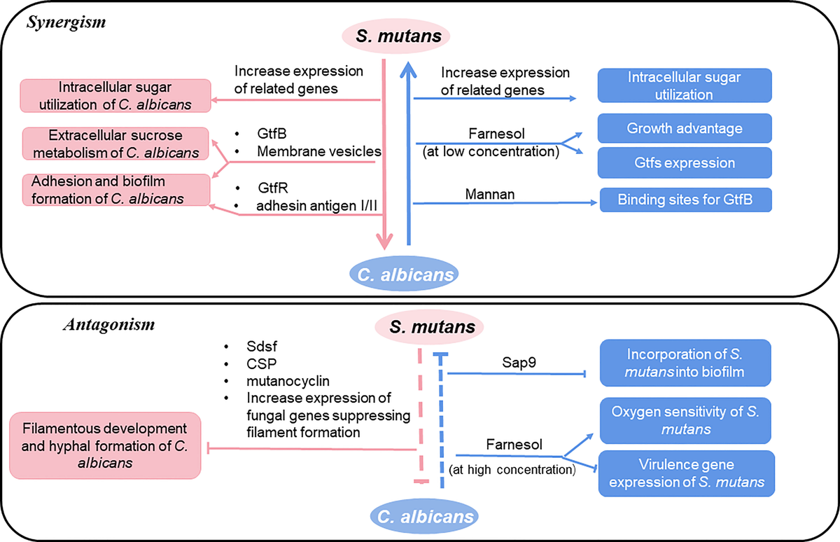 Frontiers | Roles of Streptococcus mutans-Candida albicans interaction ...